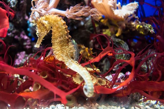 Aqua Rio + Olympic Boulevard Tour - Rio De Janeiro by Pepe Rio Tours - Booking Information