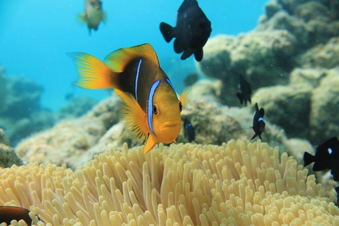 Aqua Safari Introductory Helmet Dive (Underwater Walk) - Considering the Cost: Is It Worth It?