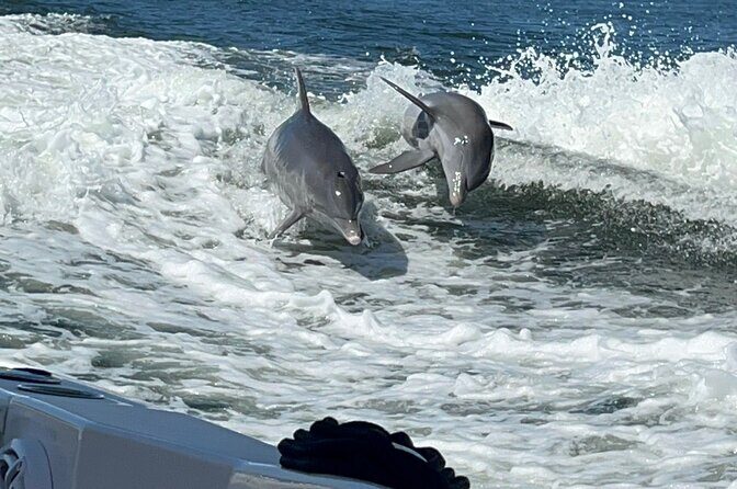 Aqua Sol Adventures-4.5 hour Private Snorkeling,Dolphin,shelling - A Practical Look at Aqua Sol Adventures’ 4.5-Hour Private Snorkeling, Dolphin, and Shelling Tour