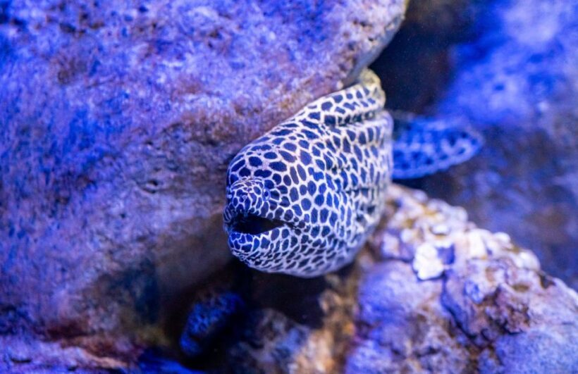 AquaRio and Olympic Boulevard Small Group Tour - The AquaRio Experience: A Deep Dive into Marine Wonders