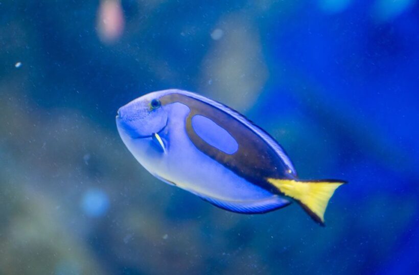 AquaRio and Olympic Boulevard Small Group Tour - Practical Details and Experience Quality