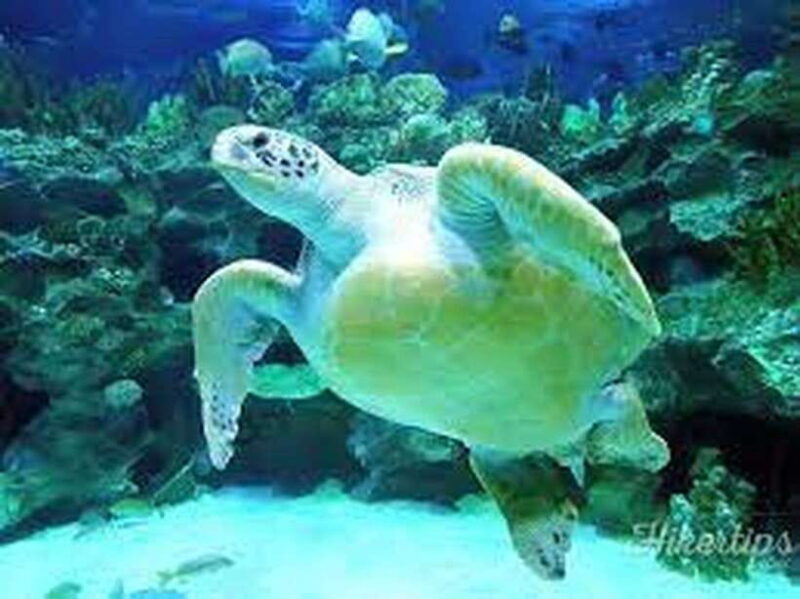 Aquarium KLCC, KL Tower, TRX, and PNB 118 Tour - The Practicalities and Value