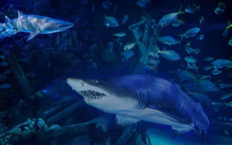 Aquarium KLCC, KL Tower, TRX, and PNB 118 Tour - Who Will Appreciate This Tour?