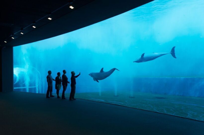 Aquarium of Genoa Ticket and Whale Watching Cruise - The Experience: What You’ll Actually Do