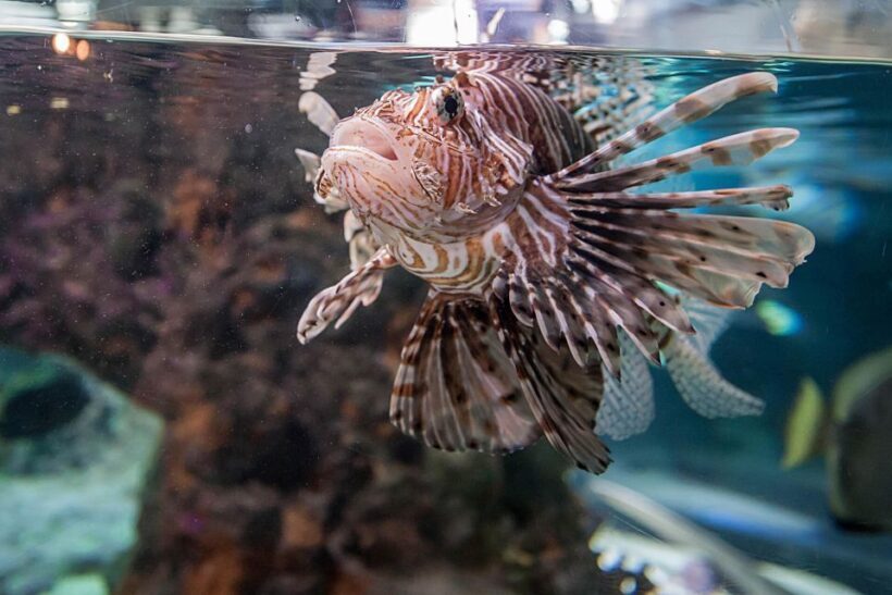 Aquarium of Genoa Ticket and Whale Watching Cruise - The Sum Up: Who Will Love This Experience?