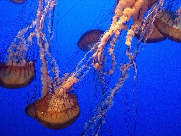 Aquarium of the Bay General Admission Ticket - A Genuine Look at Aquarium of the Bay in San Francisco