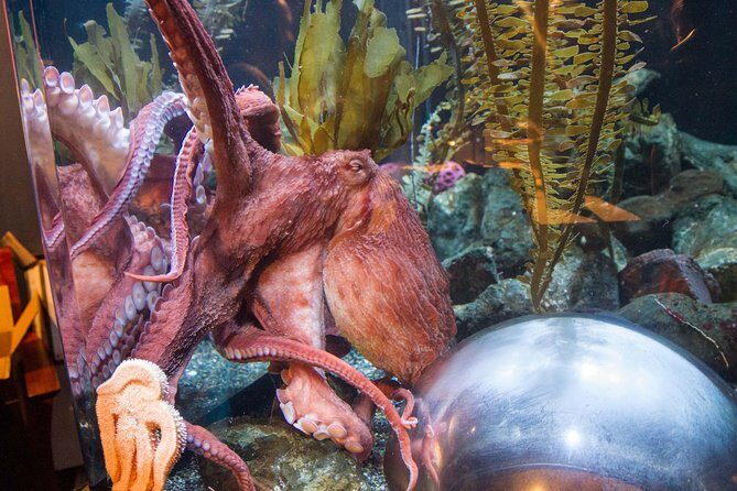 Aquarium of the Bay General Admission Ticket - Who Should Consider Visiting?