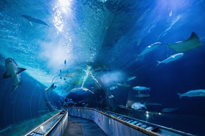 Aquarium of the Bay General Admission Ticket - Frequently Asked Questions
