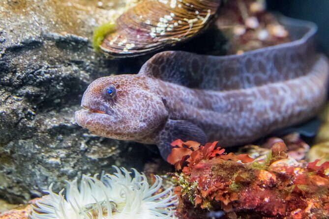 Aquarium of the Bay VIP Experience - Key Points