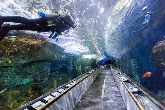 Aquarium of the Bay VIP Experience - The Value of the Experience