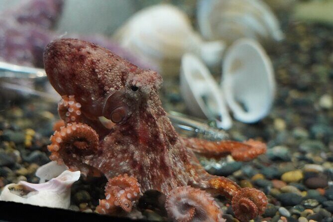 Aquarium of the Bay VIP Experience - Practical Details and Tips