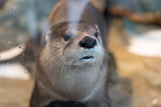 Aquarium of the Bay VIP Experience - The Sum Up