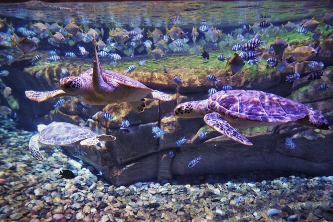 Aquarium Phuket and AR Trick Eye Museum Combo Tickets - Final Thoughts: Is It Worth Your Money?