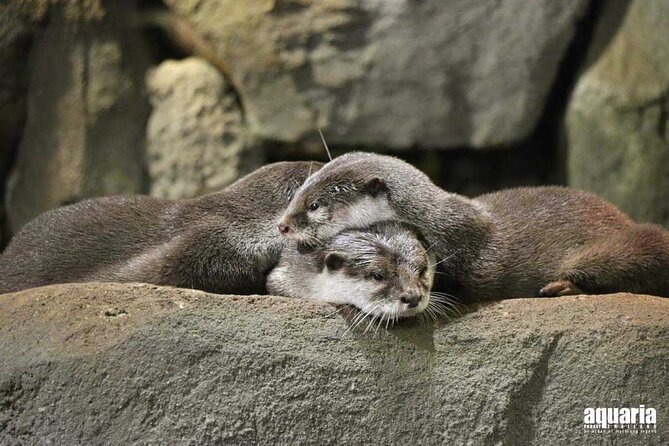 Aquarium Phuket and AR Trick Eye Museum Combo Tickets - FAQ