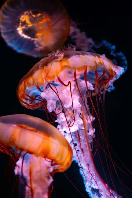Aquarium & StanleyPark+20 Gem Spots+City/Vip Car+Small Group - Key Points