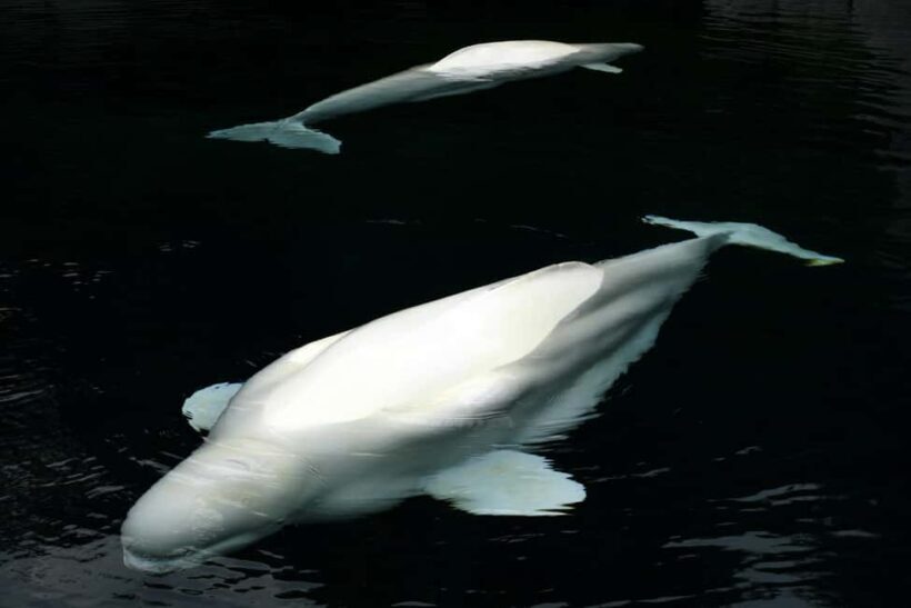 Aquarium & StanleyPark+20 Gem Spots+City/Vip Car+Small Group - An In-Depth Look at the Tour Itinerary