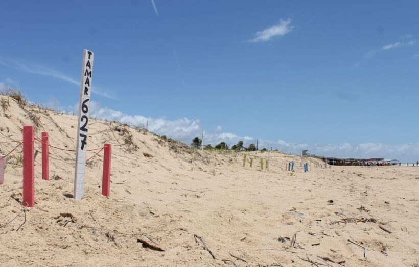 Aracaju: Tour to Saco Beach - What Travelers Say