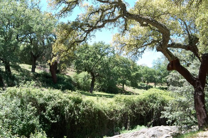 Aracena & Riotinto Mines Tour From Seville - Feedback and Experiences