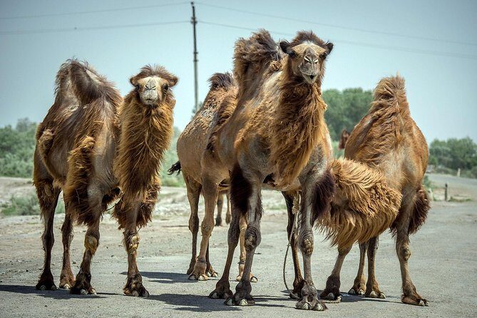 Aral Sea - Lost Paradise - Final Thoughts: Is This Tour for You?