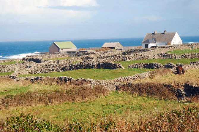 Aran Island, Cliffs of Moher & Cruise Tour From Galway. Guided. - Mixing History and Humor