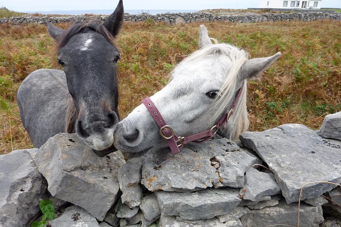 Aran Islands Scenic Flight and Galway Rail Tour From Dublin - Discovering Galway City