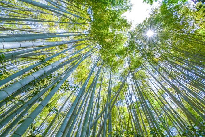 Arashiyama Bamboo & Must See Gardens With an Amazing Guide - Visiting the Must-See Gardens