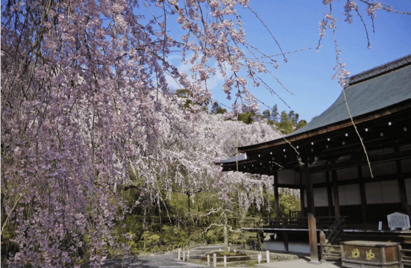 Arashiyama/Tenryu-ji Temple Guided Tour - An In-Depth Look at the Tour Experience