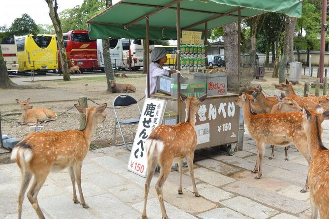 Arashiyama & Yasaka Shrine & Nara & Todaiji Day Trip From Osaka - Tour Structure and Expectations