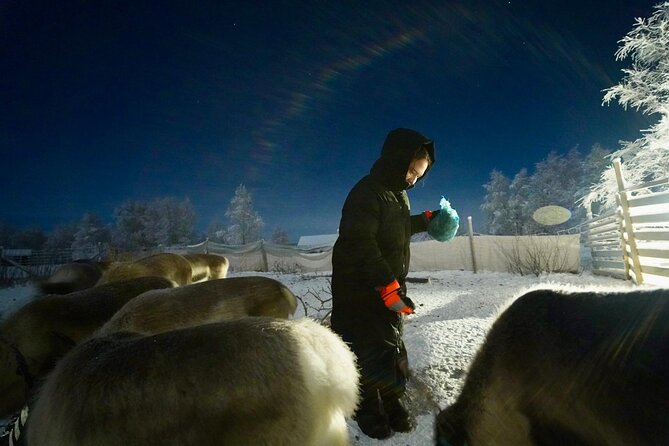 Arctic Adventure with Reindeer and Northern Lights Hunt 18:30 pm - The Sum Up: Who Should Consider This Tour?