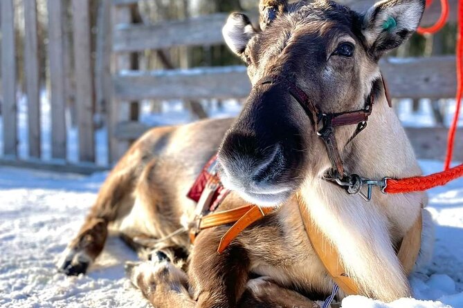 Arctic Animals Adventure with Lunch Buffet - Value and Pricing: Is It Worth It?