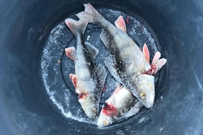 Arctic Circle Family Day - Booking Information and Cancellation Policy