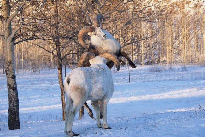 Arctic Day: Yukon Wildlife Half Day Viewing Tour - Starting Point and Logistics