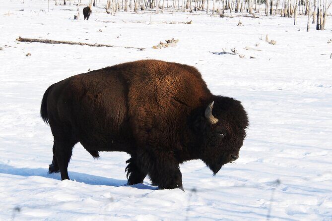 Arctic Day: Yukon Wildlife Half Day Viewing Tour - What Travelers Say