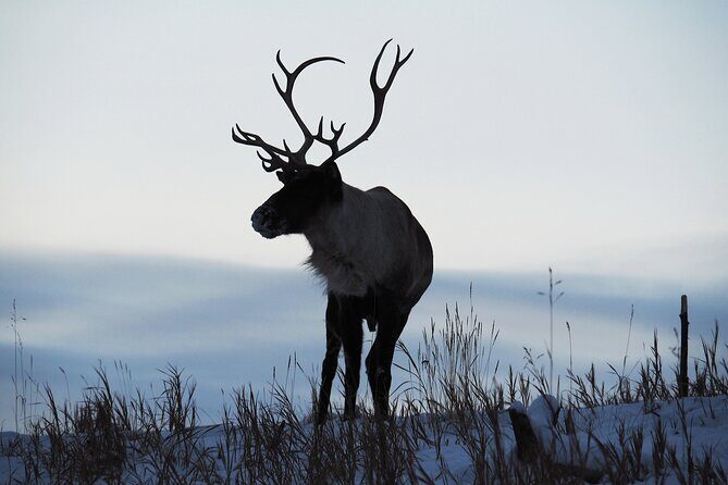 Arctic Day: Yukon Wildlife Half Day Viewing Tour - Practical Tips for Travelers