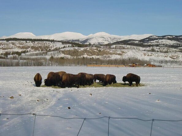Arctic Day: Yukon Wildlife & Hot Springs Tour | half day - Yukon Wildlife & Hot Springs Tour: A Genuine Look at Arctic Nature