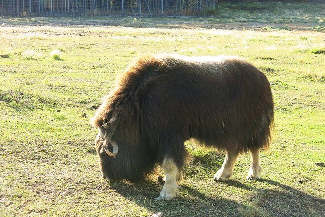 Arctic Day: Yukon Wildlife & Hot Springs Tour | half day - Key Points