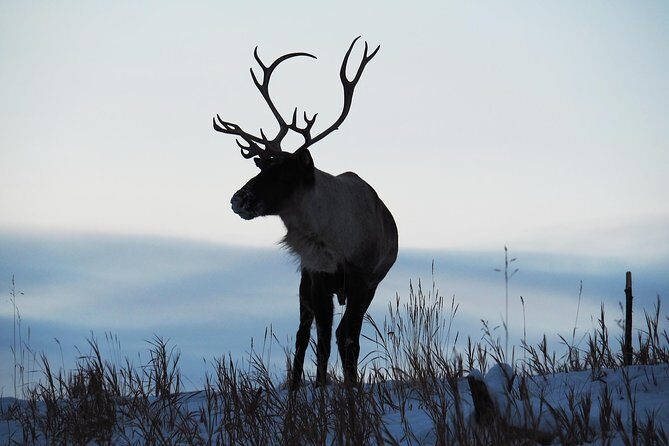 Arctic Day: Yukon Wildlife & Hot Springs Tour | half day - What Makes This Tour Stand Out