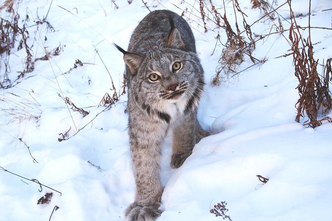 Arctic Day: Yukon Wildlife & Hot Springs Tour | half day - Who Will Appreciate This Tour?