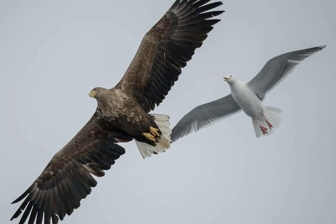 Arctic Fjordcruise & Safari in Tromso With Luxury Catamaran - Flexible Reservation Options