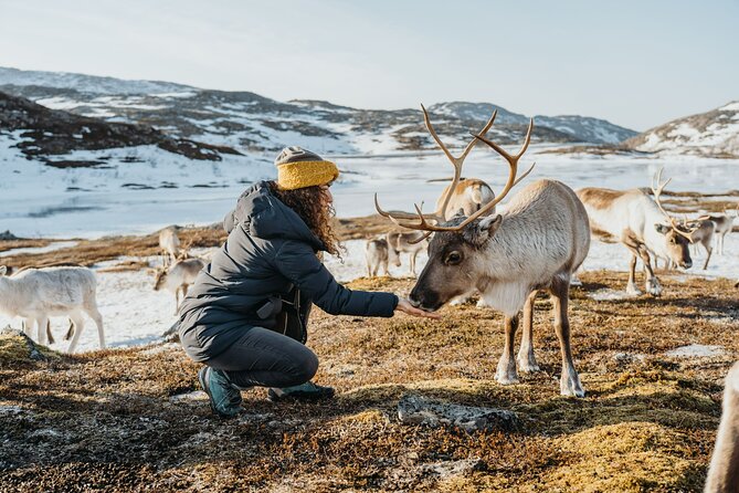Arctic Fjords and Reindeer Experience – Small Group Tour - - Key Points