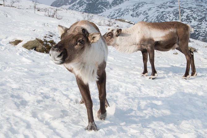 Arctic Fjords Road Trip - Meeting and Pickup