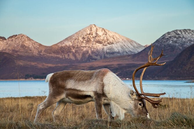 Arctic Landscapes Hiking Tour - Sightseeing & Snowshoeing, Tromsø - Health & Safety Requirements