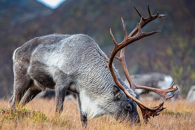 Arctic Nature Tour from Tromsø by minibus - Who Will Appreciate This Tour?