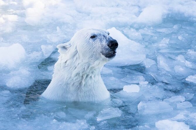 Arctic Polar Bear Adventure Afternoon Trip - Key Points