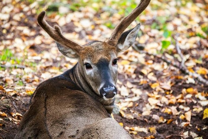 Arctic Polar Bear Adventure With Lunch in Rovaniemi! - Guest Experiences and Feedback