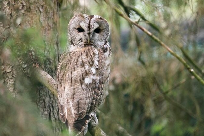 Arctic Polar Bear Adventure With Lunch in Rovaniemi! - Recommendations and Considerations