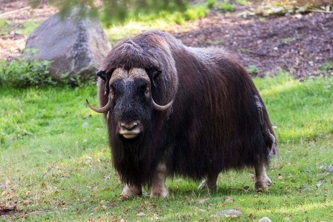 Arctic Polar Bear Adventure With Lunch in Rovaniemi! - Planning Your Visit