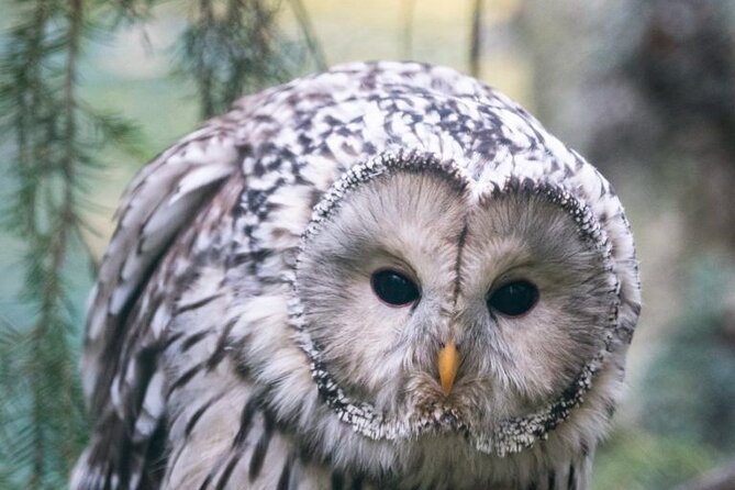 Arctic Polar Bear Adventure With Lunch in Rovaniemi! - Combining With Fazer Factory Tour