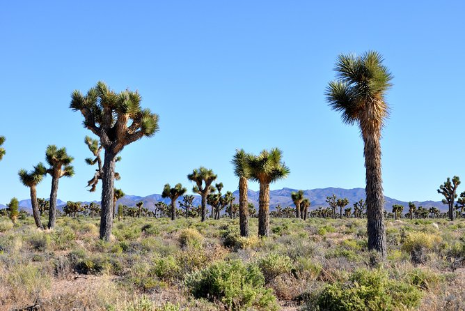 Area 51 Day Tour from Las Vegas with Alien and UFO Hotspots - Final Thoughts: Who Is This Tour For?