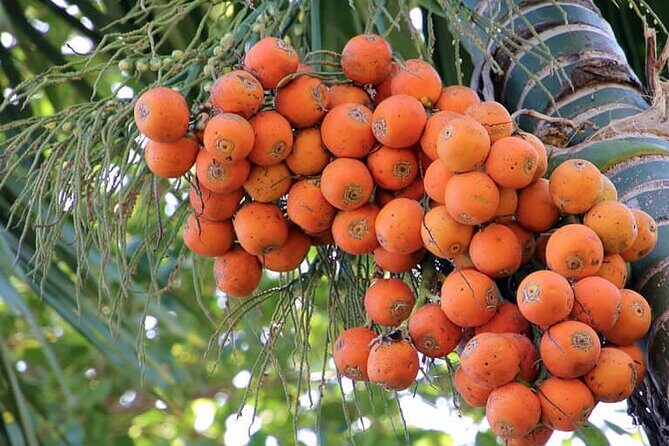 Areca Plantation Walk & Heritage Home visit at Areca County - Key Points